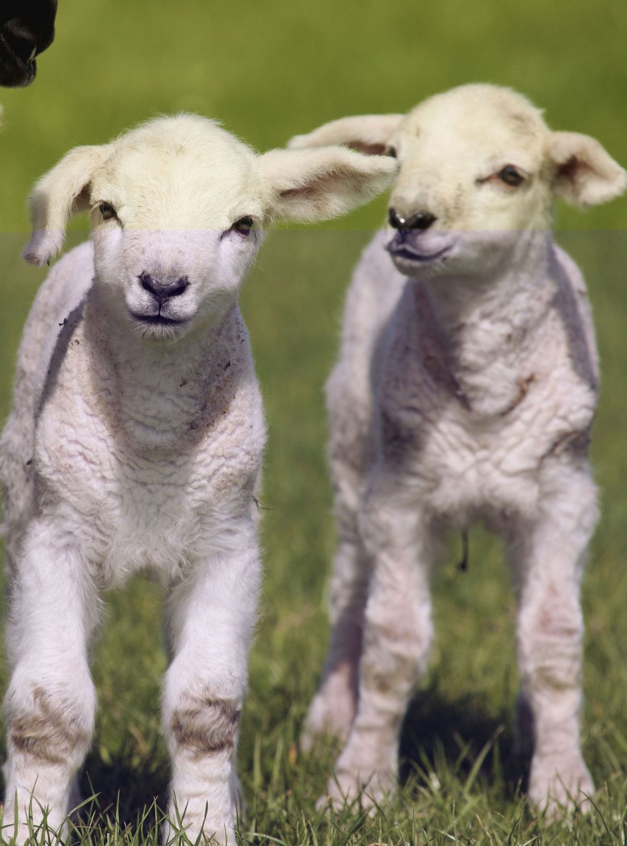 Spring Baby Animals | Woman & Home