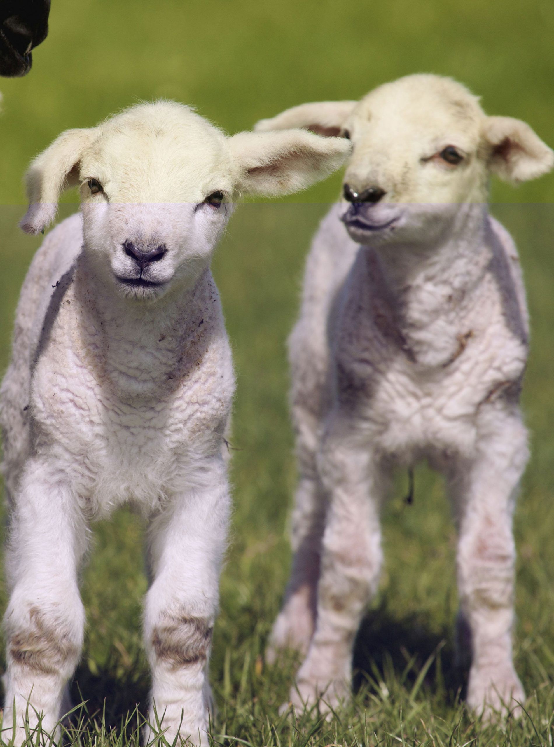 Spring Baby Animals | Woman & Home