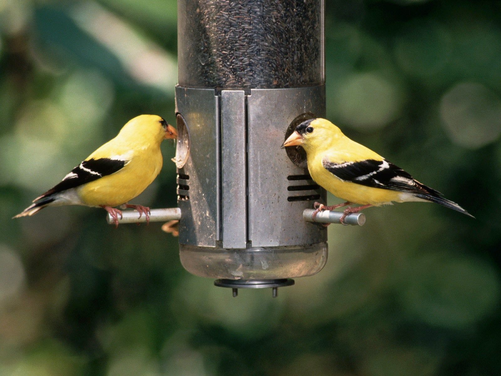 9 Bird Feeding Mistakes To Avoid – And How To Get It Right | Gardening ...