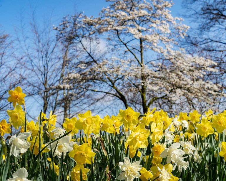 How and when to plant daffodil bulbs for spring flowers | Gardeningetc