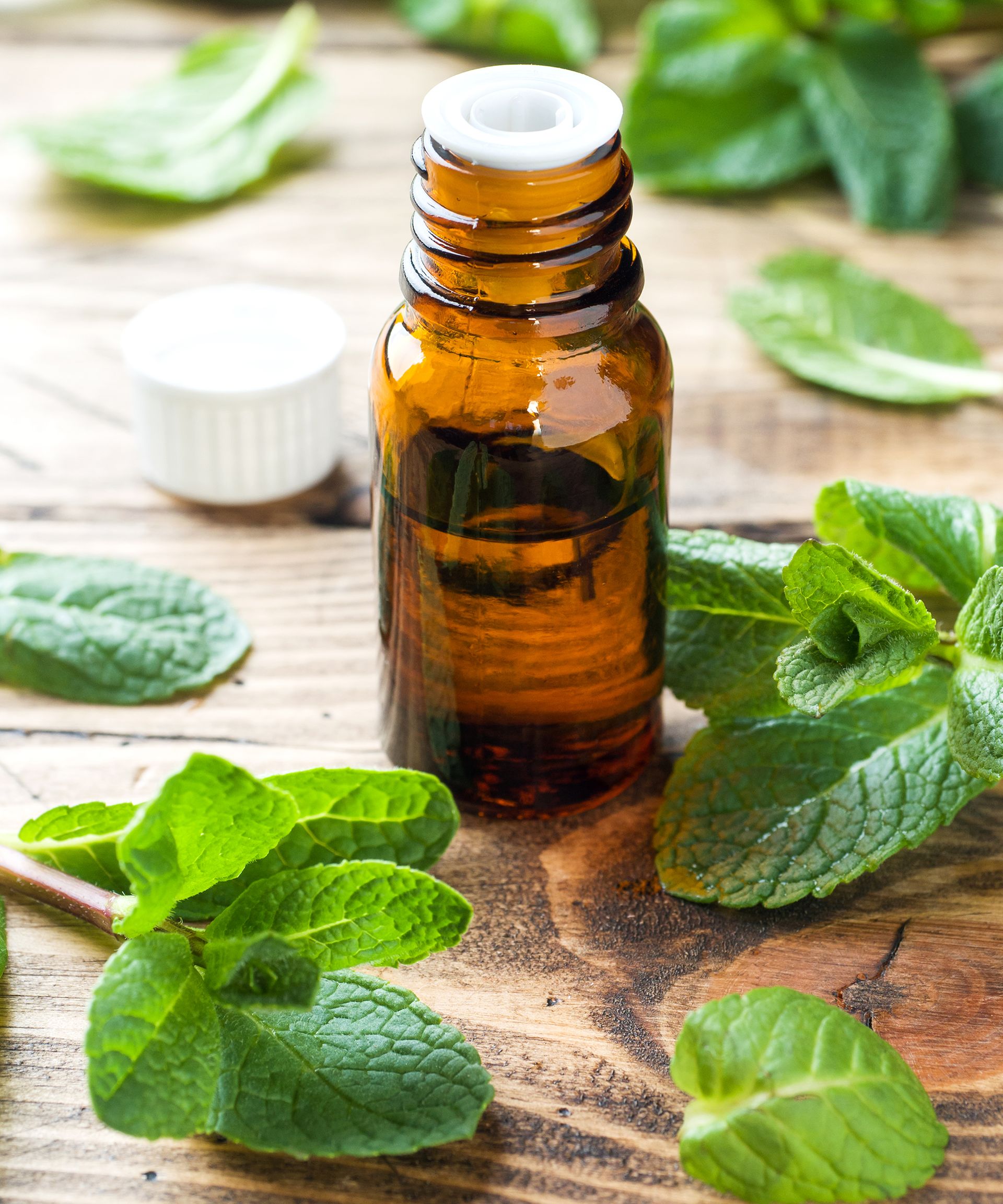 9 ways to get rid of spiders and stop them coming inside your house ...