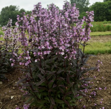 Low-maintenance drought-tolerant plants: 10 expert selections | Homes ...