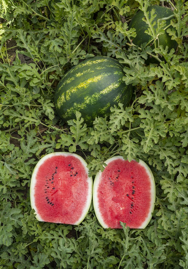 When to plant watermelon: for a delicious summer harvest | Homes and ...