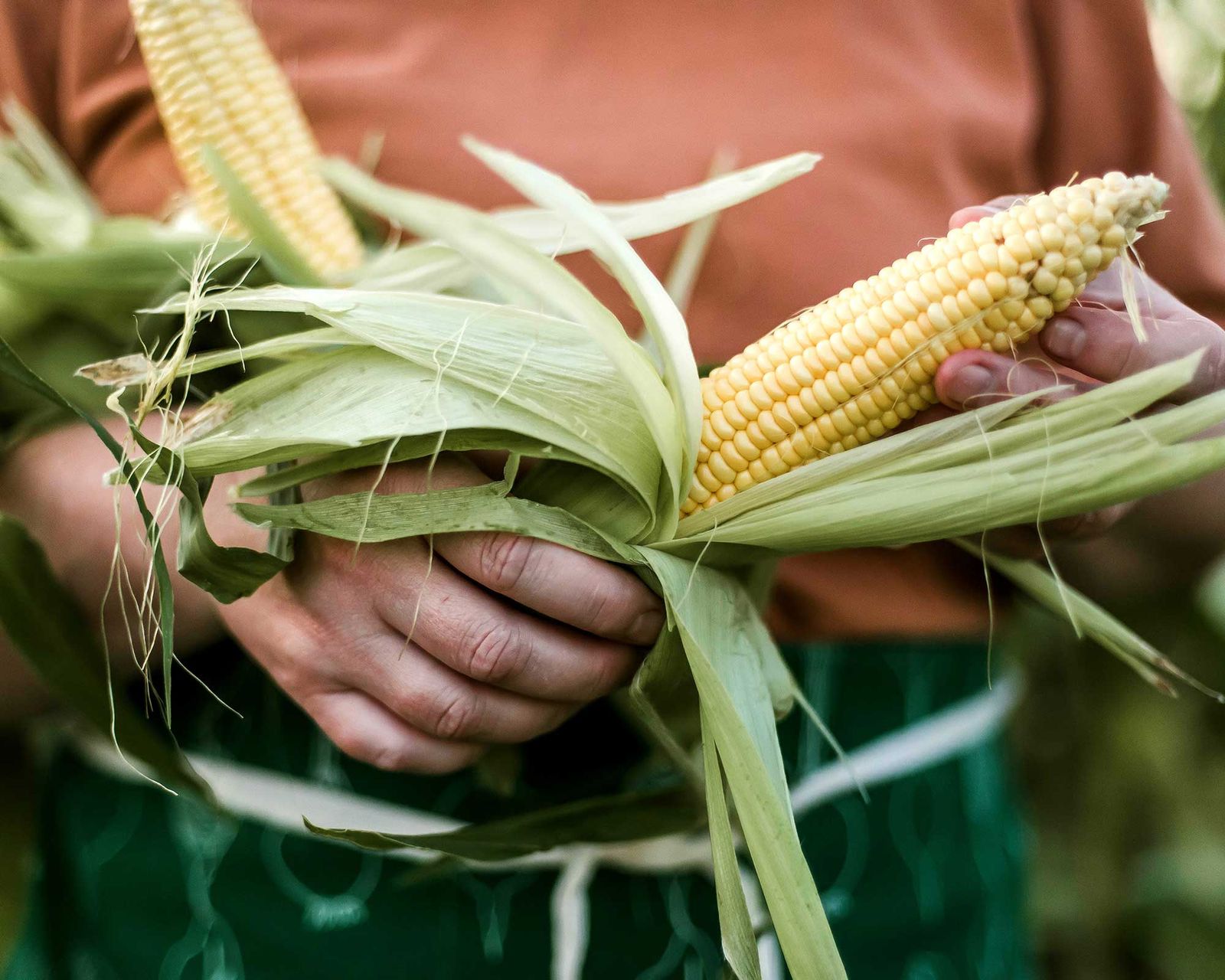 When to harvest corn: learn how to pick ripe corn every time | Gardeningetc