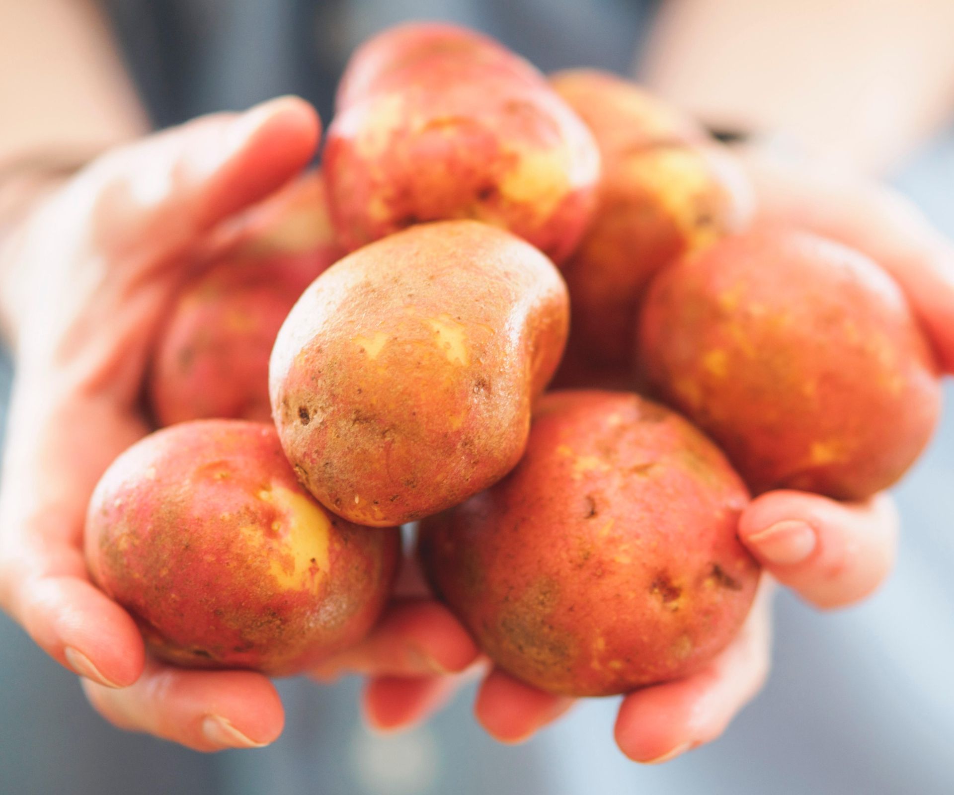 How to grow potatoes indoors: tips for year-round harvests | Homes and ...