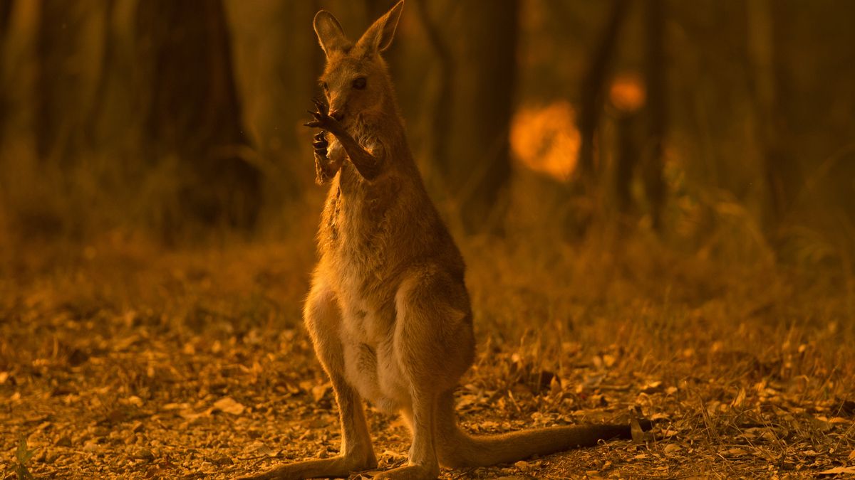 In Photos: Devastating Look at Raging Wildfires in Australia | Live Science