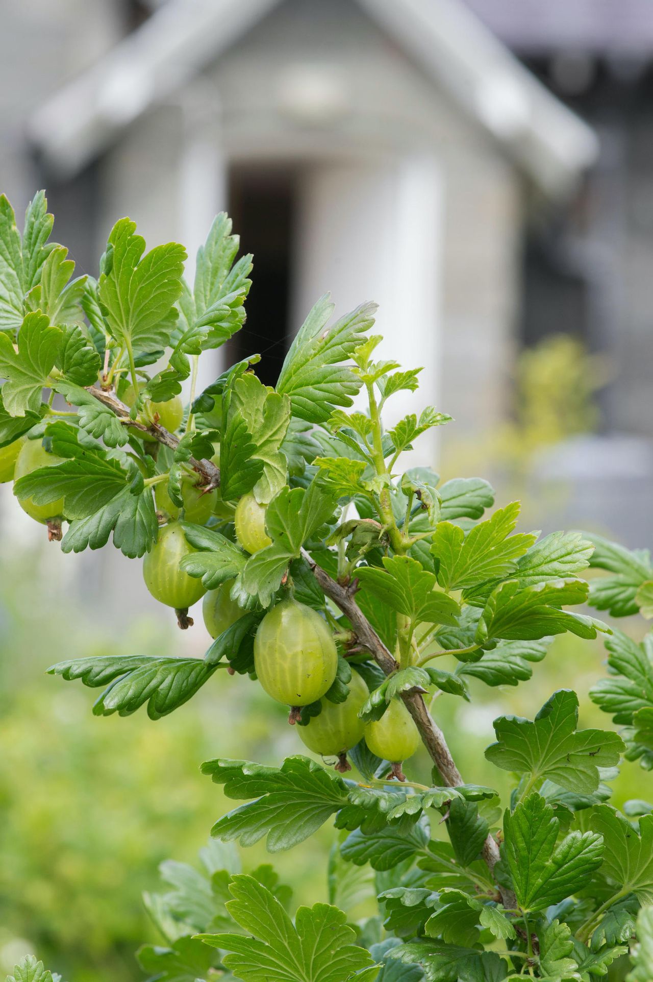 how to grow gooseberries: an expert guide | Homes and Gardens