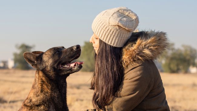 32 things to know about Dutch shepherd dogs | PetsRadar