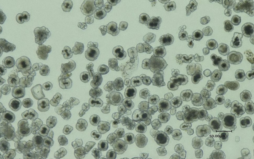 Extreme Microbes Found in Crystals Buried 200 Feet Beneath the Sea of ...