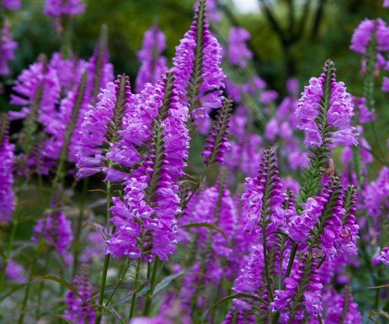 Best fall-blooming native plants: 7 perennials to grow | Homes and Gardens