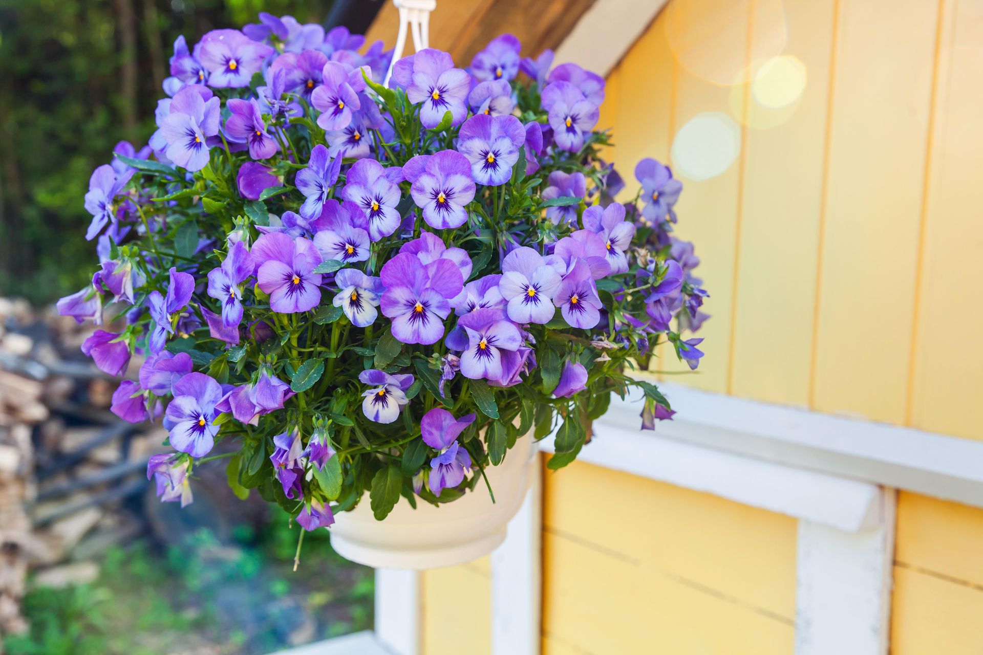 5 things to plant in February that thrive in containers | Livingetc