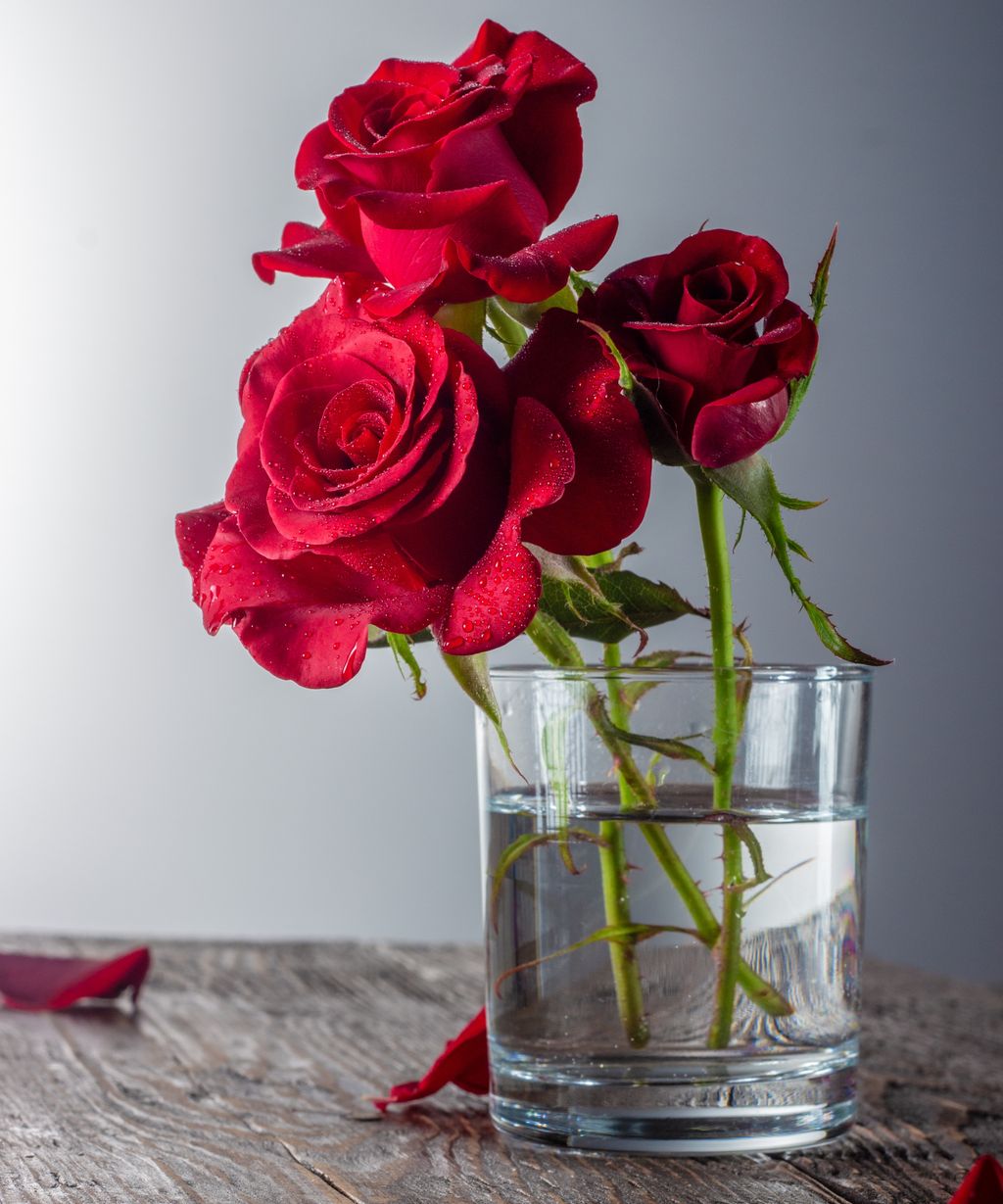 How to root rose cuttings in water: An expert guide | Homes and Gardens
