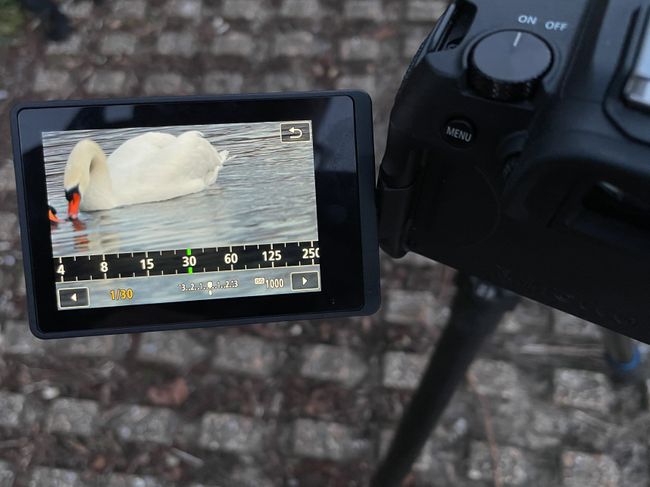 Use a slow shutter speed to inject movement into your wildlife ...