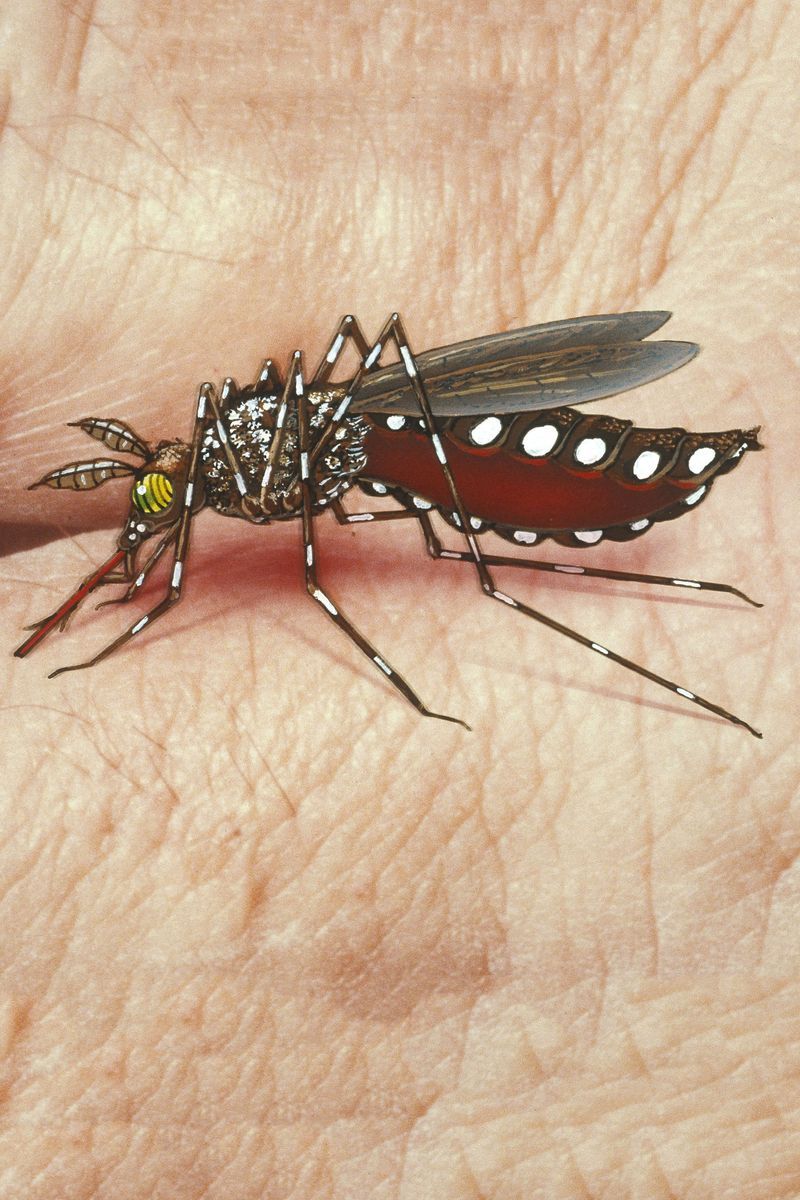 7 Natural Mosquito Repellants - Natural Insect Repellent For Summer ...