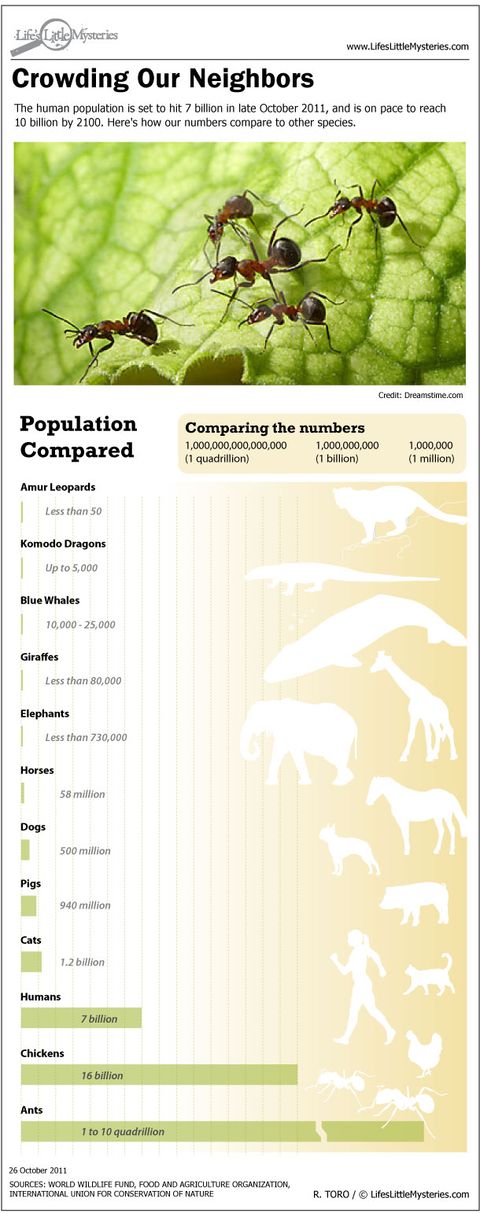 How Human Population Stacks Up to Other Animals (Infographic) | Live ...