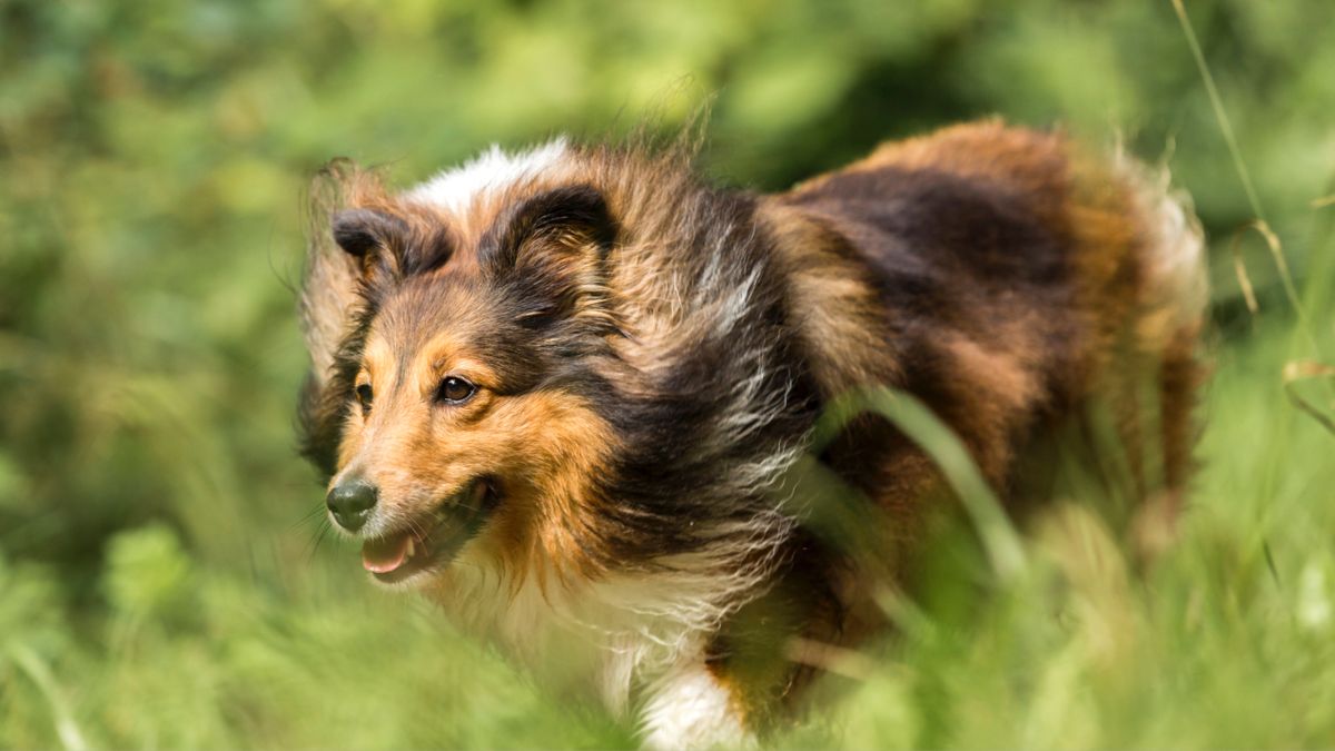 32 things to love about the Shetland Sheepdog | PetsRadar
