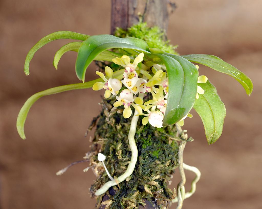 Mounting An Orchid: Step-By Step Guide For Stunning Displays ...