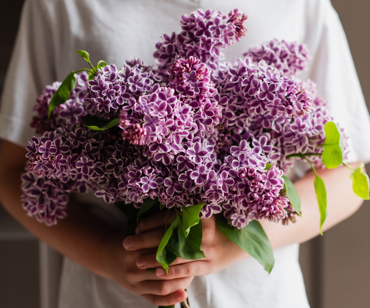 When and how to fertilize lilacs: for healthy shrubs | Homes and Gardens