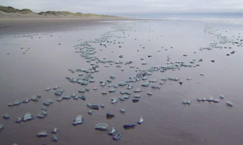Why Millions of 'Sailing' Creatures Are Invading West Coast Beaches ...