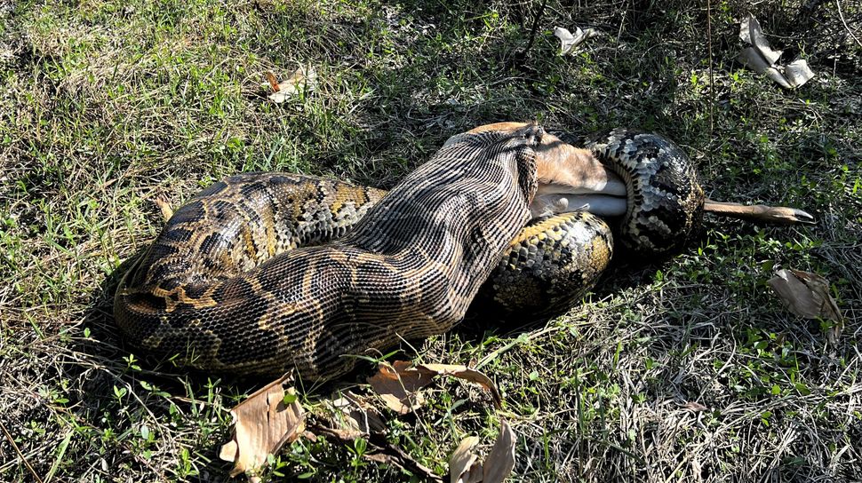 'Truly primal': Watch Burmese python swallow deer whole in Florida ...