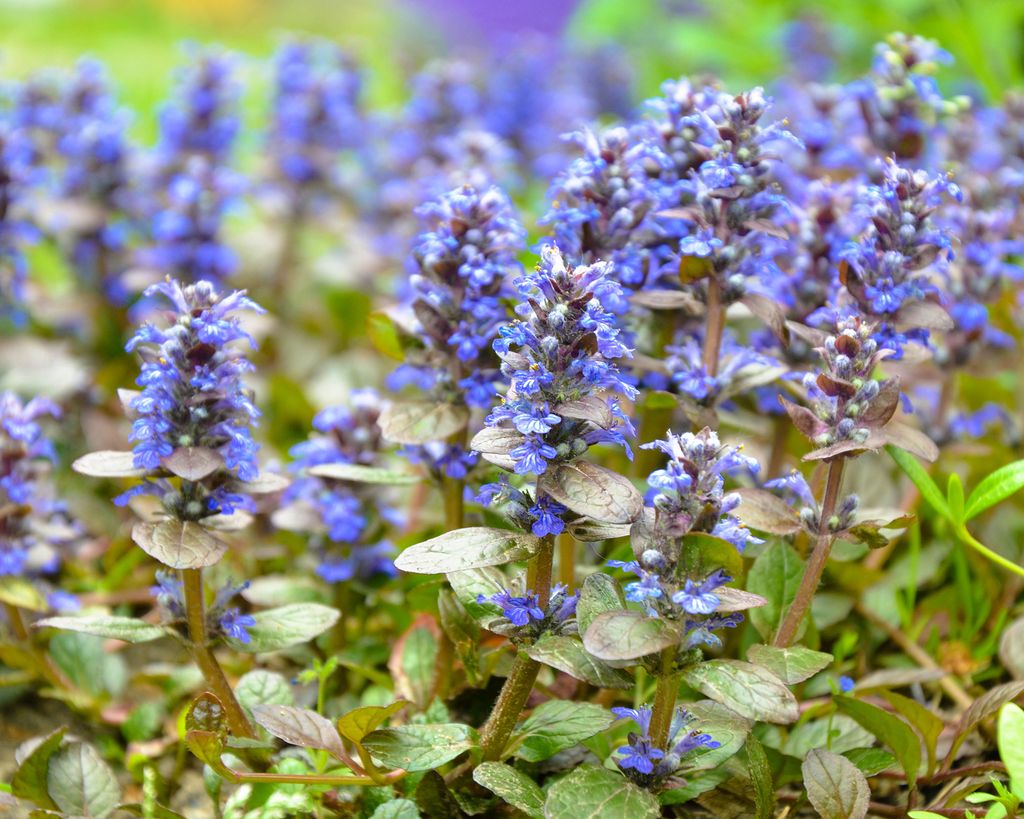 5 Heat-Tolerant Ground Covers That Look Lush All Summer | Gardening ...