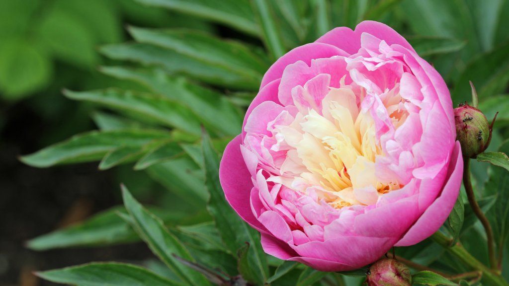 The Easy Route To Stunning Peony Flowers | Gardening Know How