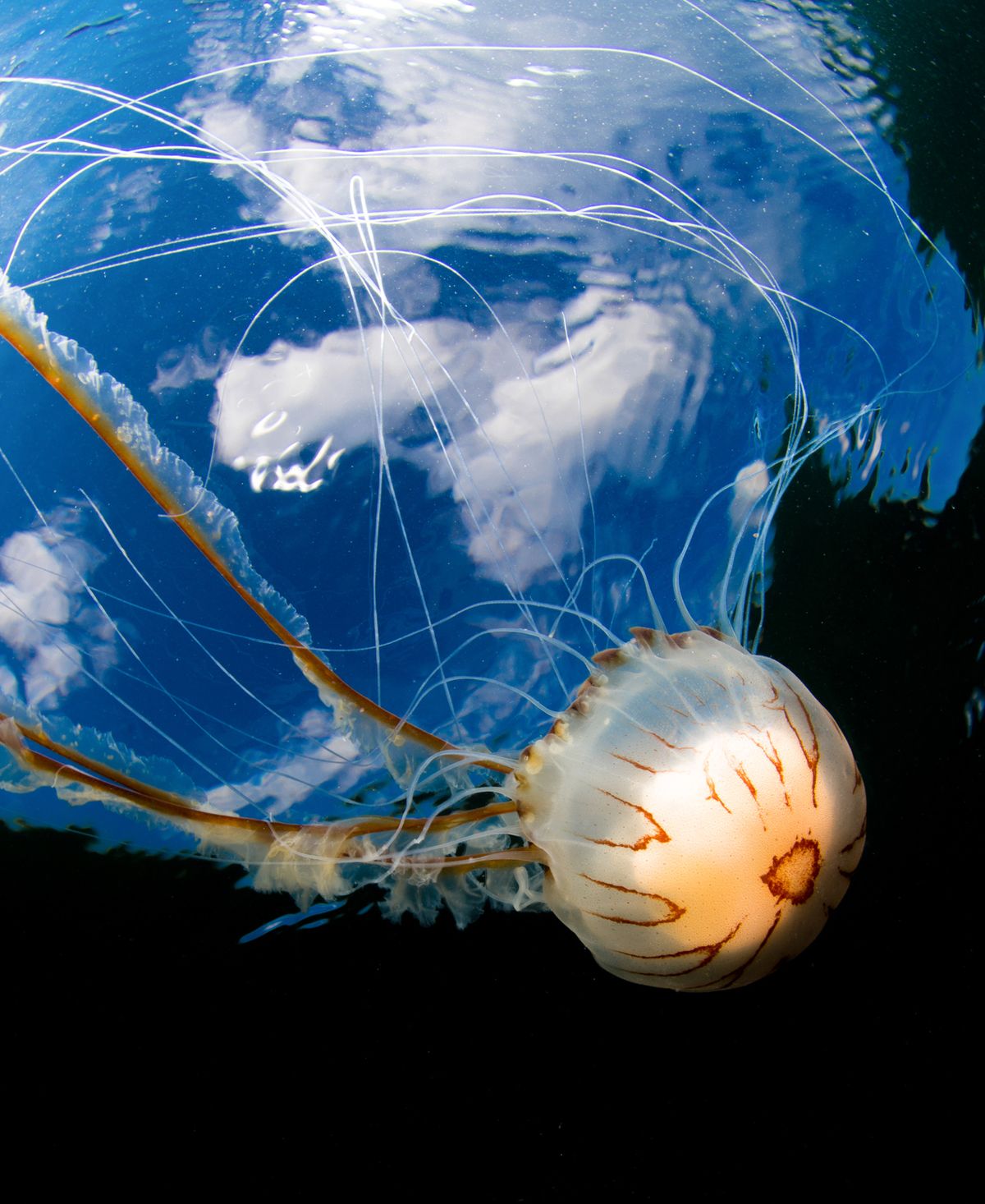 Photos of Colorful, Majestic Marine Creatures Are 'A Visual Feast ...