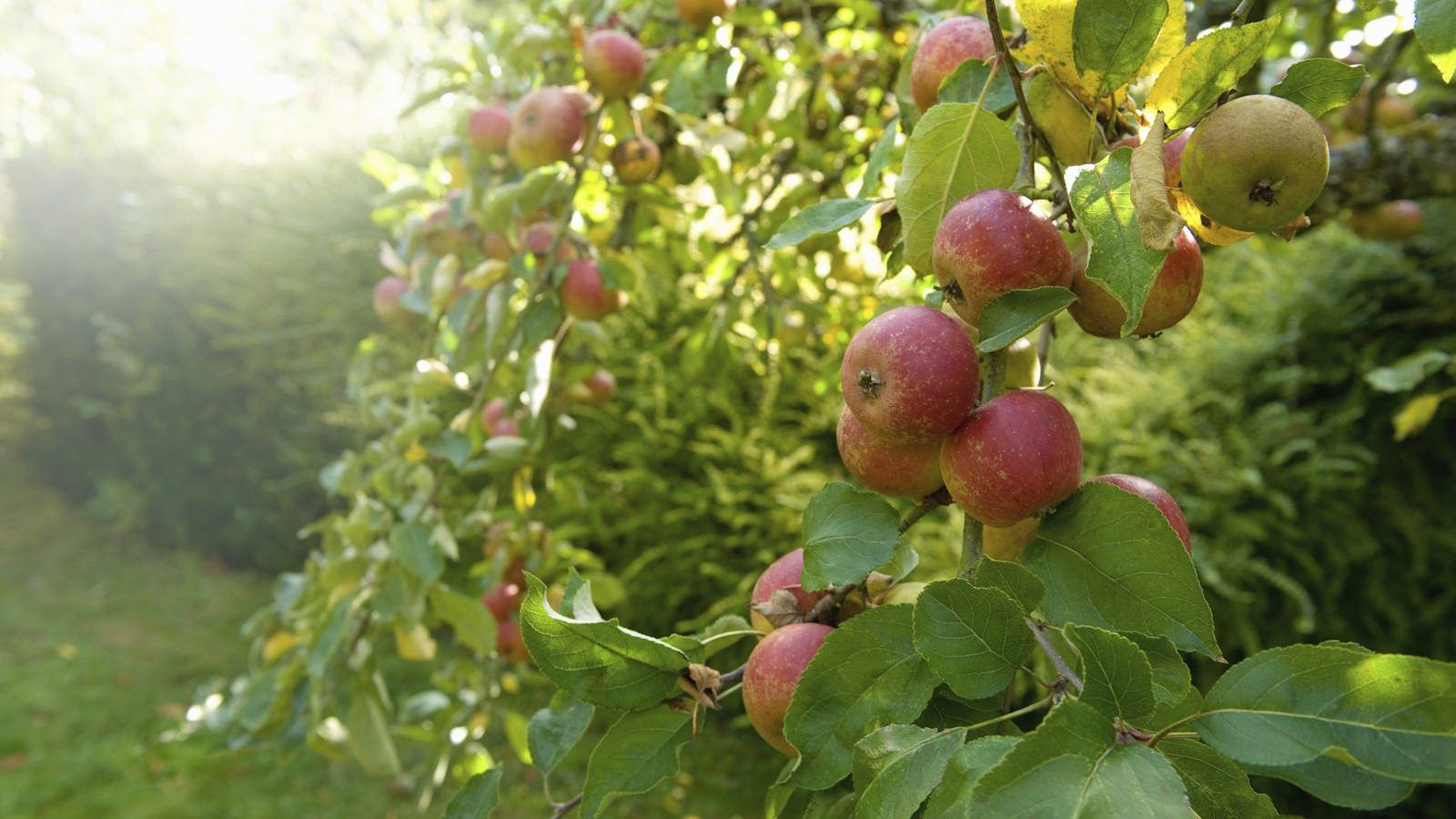 Expert tips for how and when to fertilize apple trees | Homes and Gardens