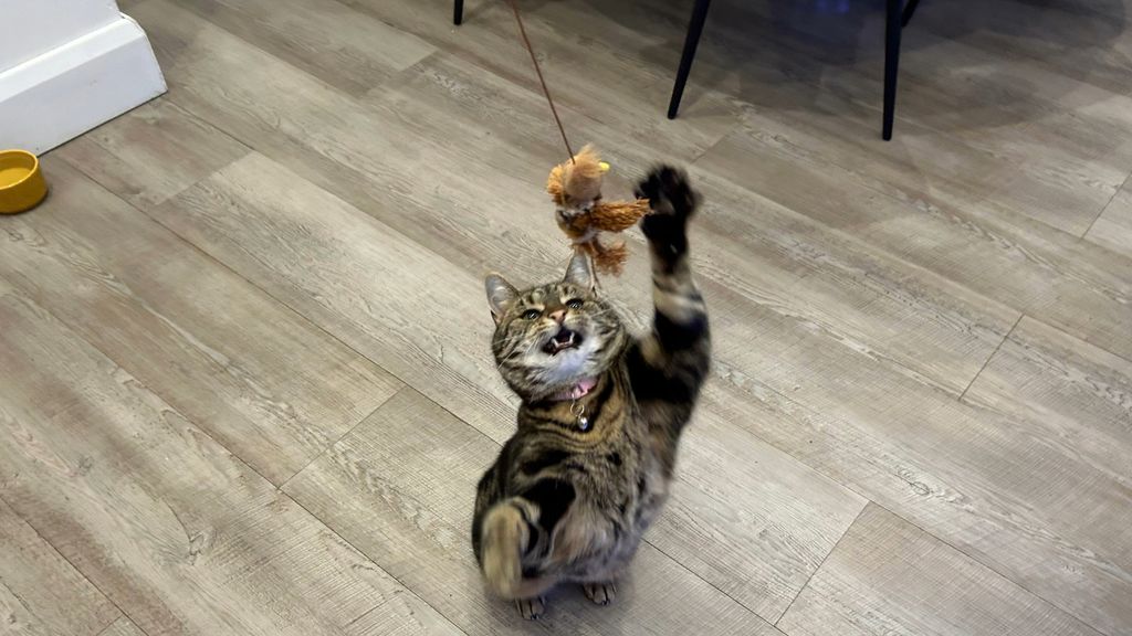 8 fun games to play with cats (affordable and easy) | PetsRadar