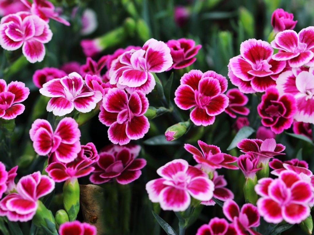Growing Dianthus In The Garden - How To Care For Dianthus | Gardening ...