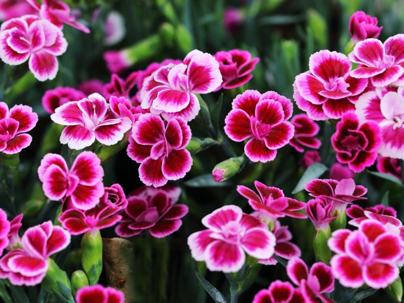 Growing Dianthus In The Garden - How To Care For Dianthus | Gardening ...