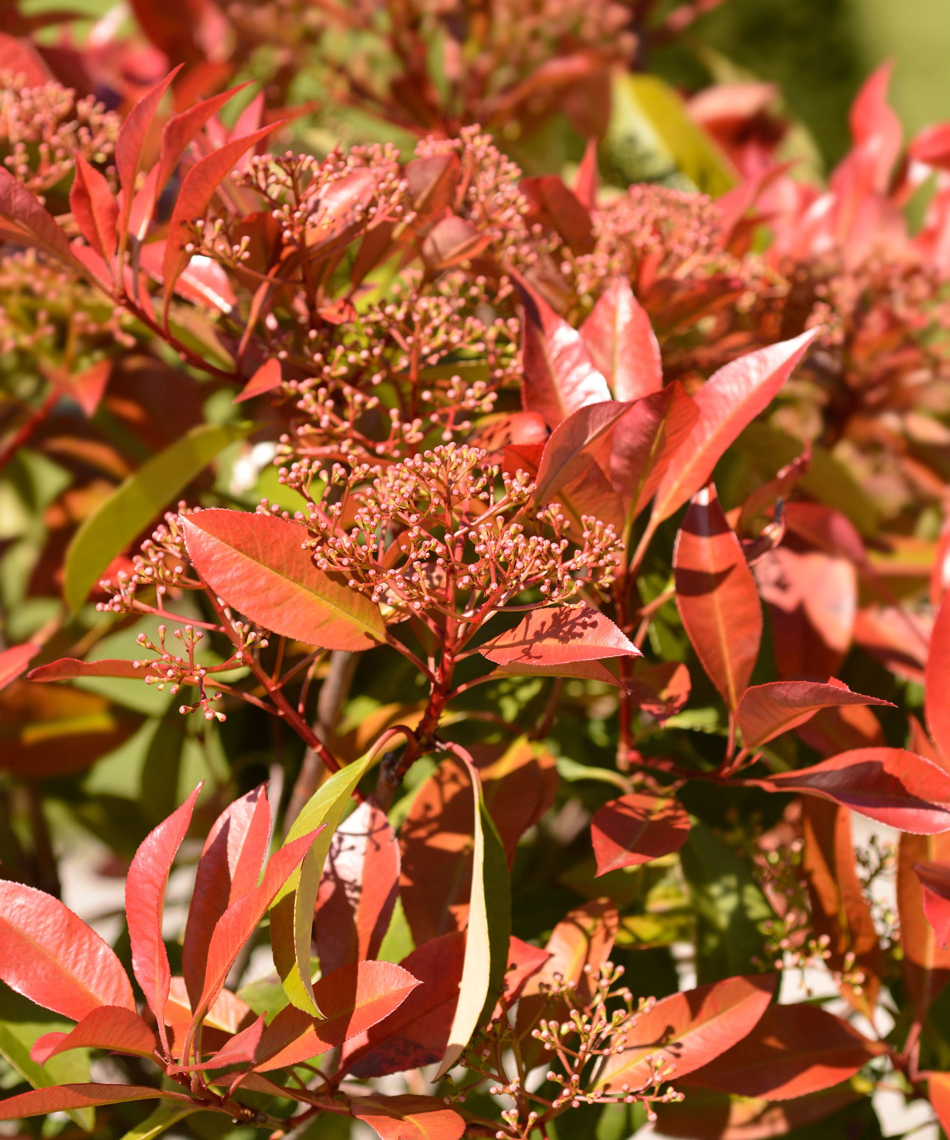 Landscaping shrubs: 10 varieties to add instant impact | Homes and Gardens