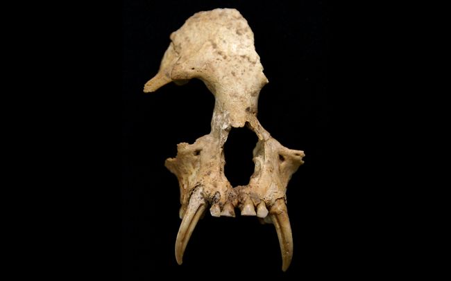 Why Archaeologists Were Surprised to Find This Gibbon in a Royal ...