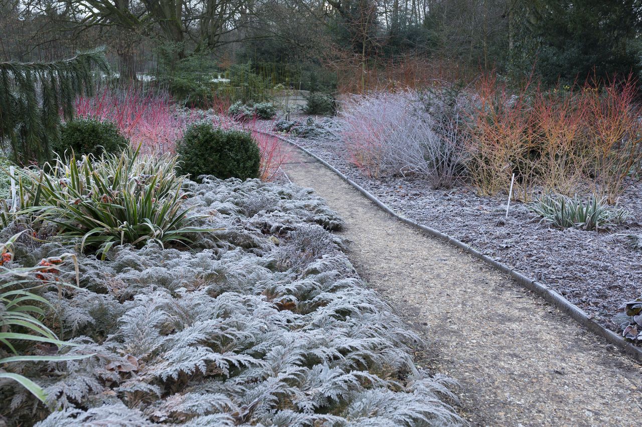 How to plan a winter garden – from planting to maintenance | Real Homes