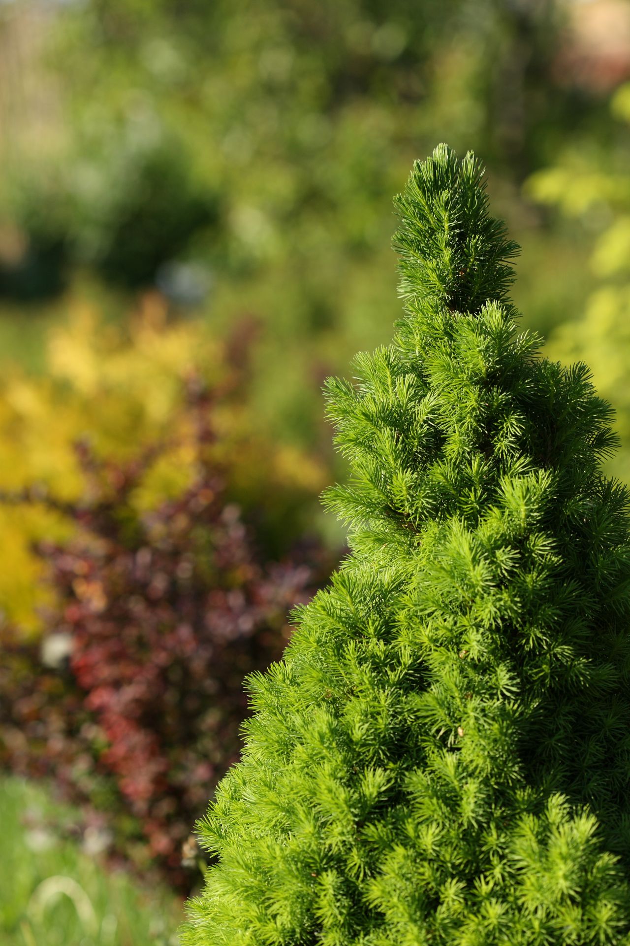 5 best trees to grow in pots for extra privacy in your yard | Livingetc