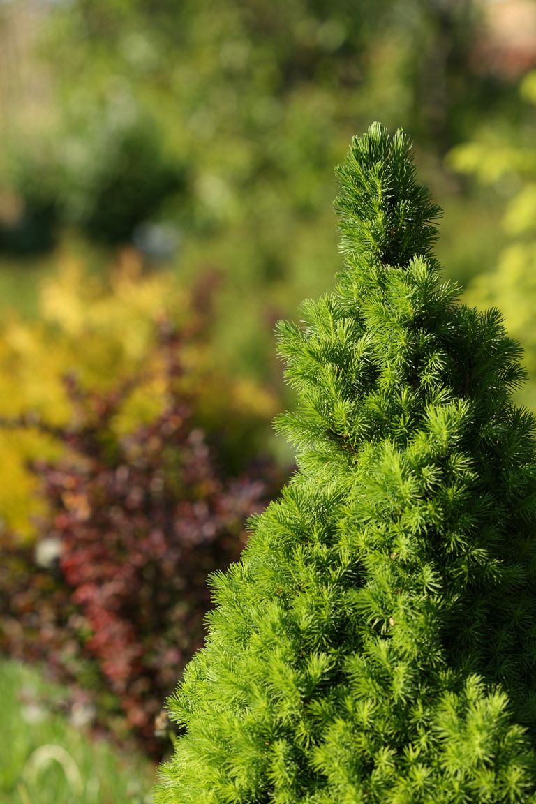 5 best trees to grow in pots for extra privacy in your yard | Livingetc