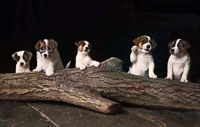 Dog Tales: How Crumble became a Country Life frontispiece, found a ...