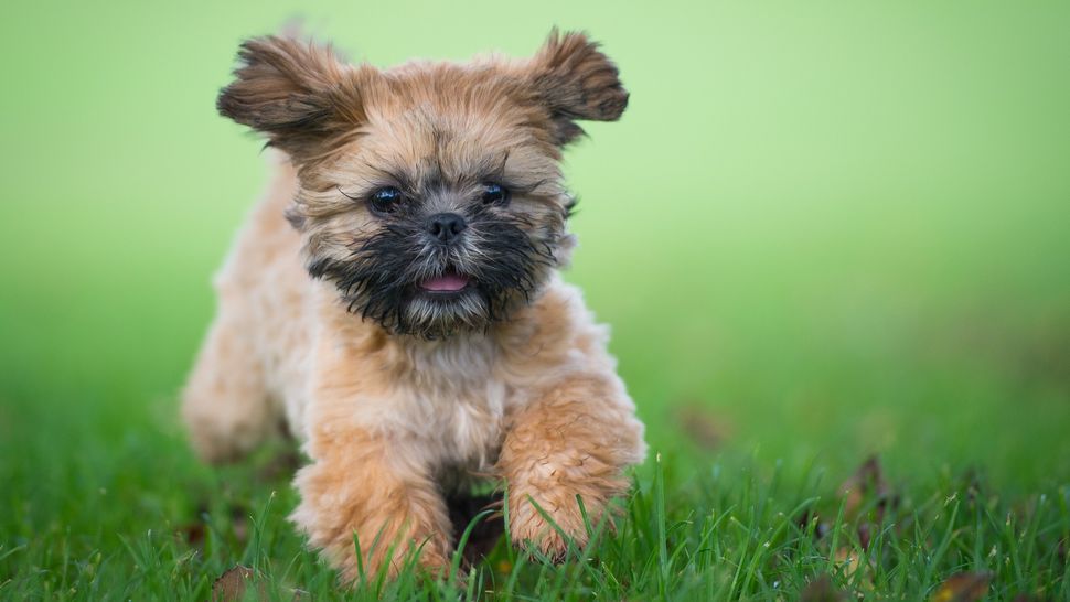 32 toy dog breeds | PetsRadar
