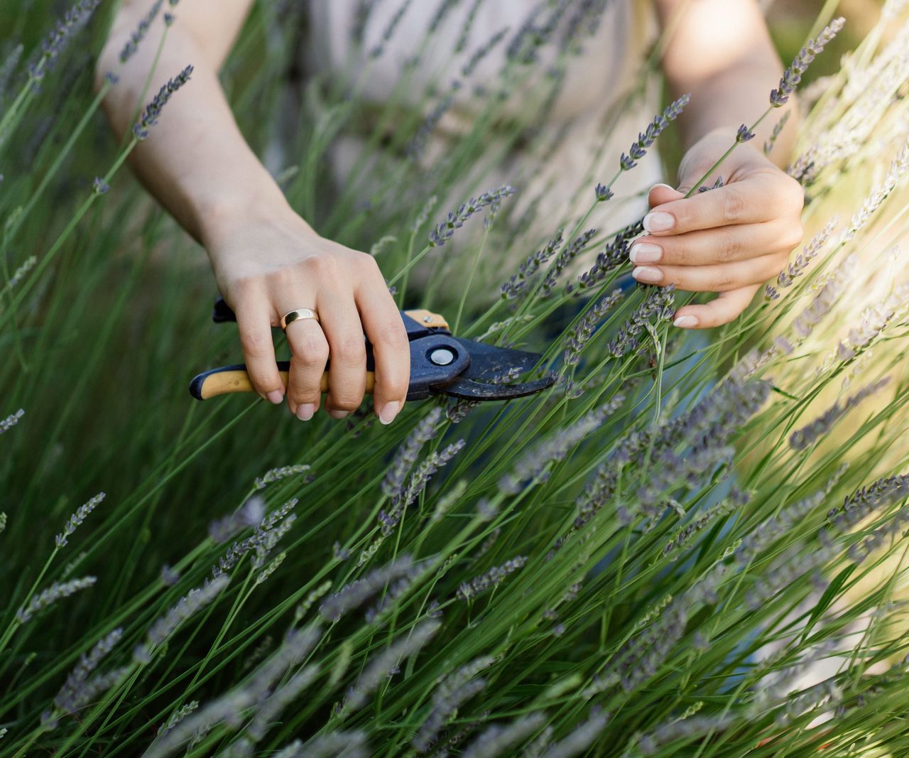 Deadheading lavender: expert tips on how and why to do it | Homes and ...