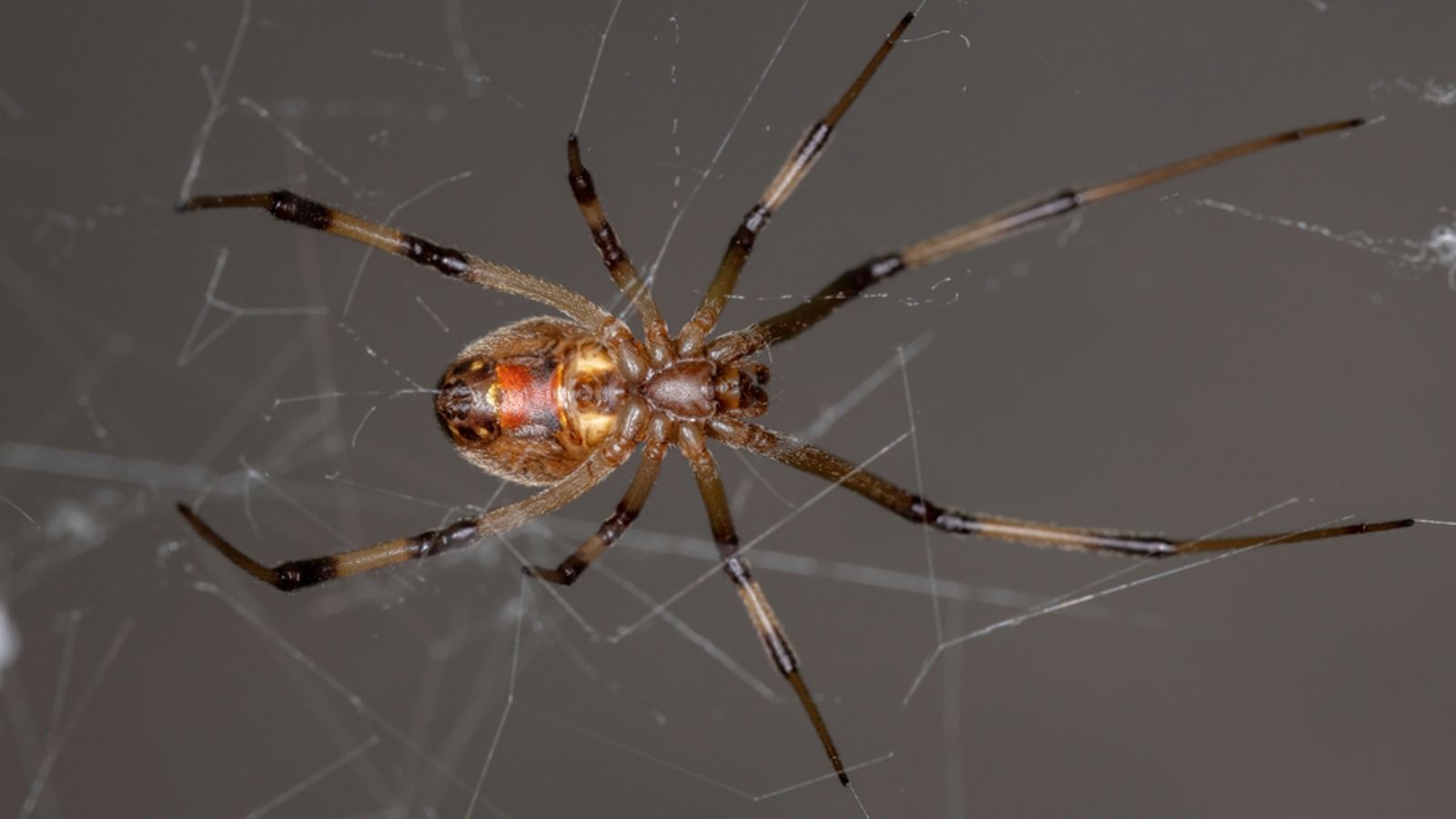 Black widows are being slaughtered by their brown widow cousins, and we ...