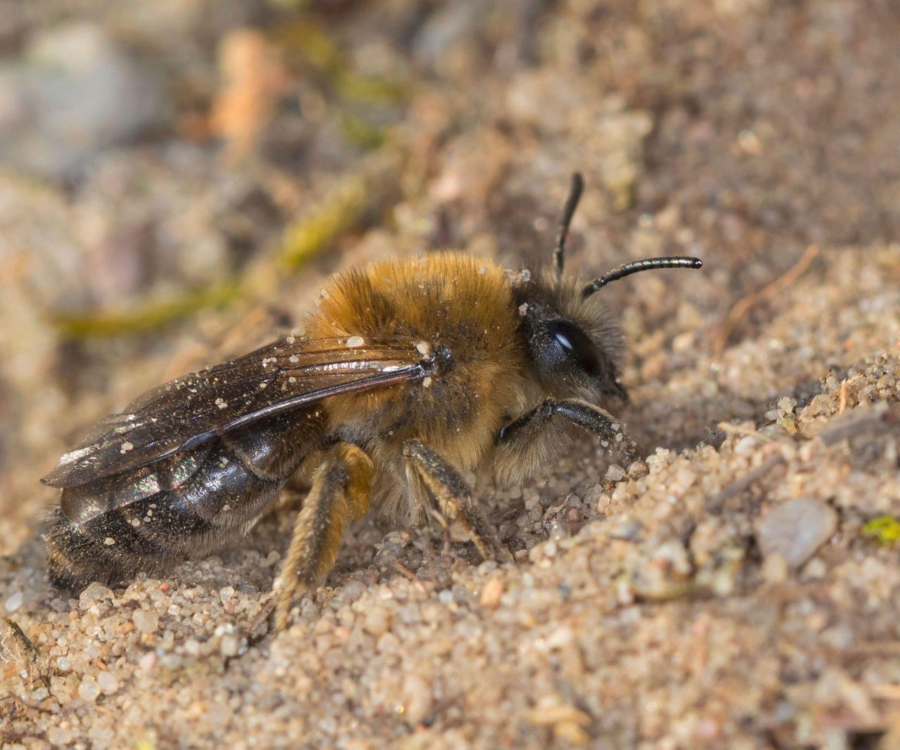 How to get rid of ground bees: humane ways to protect them | Homes and ...