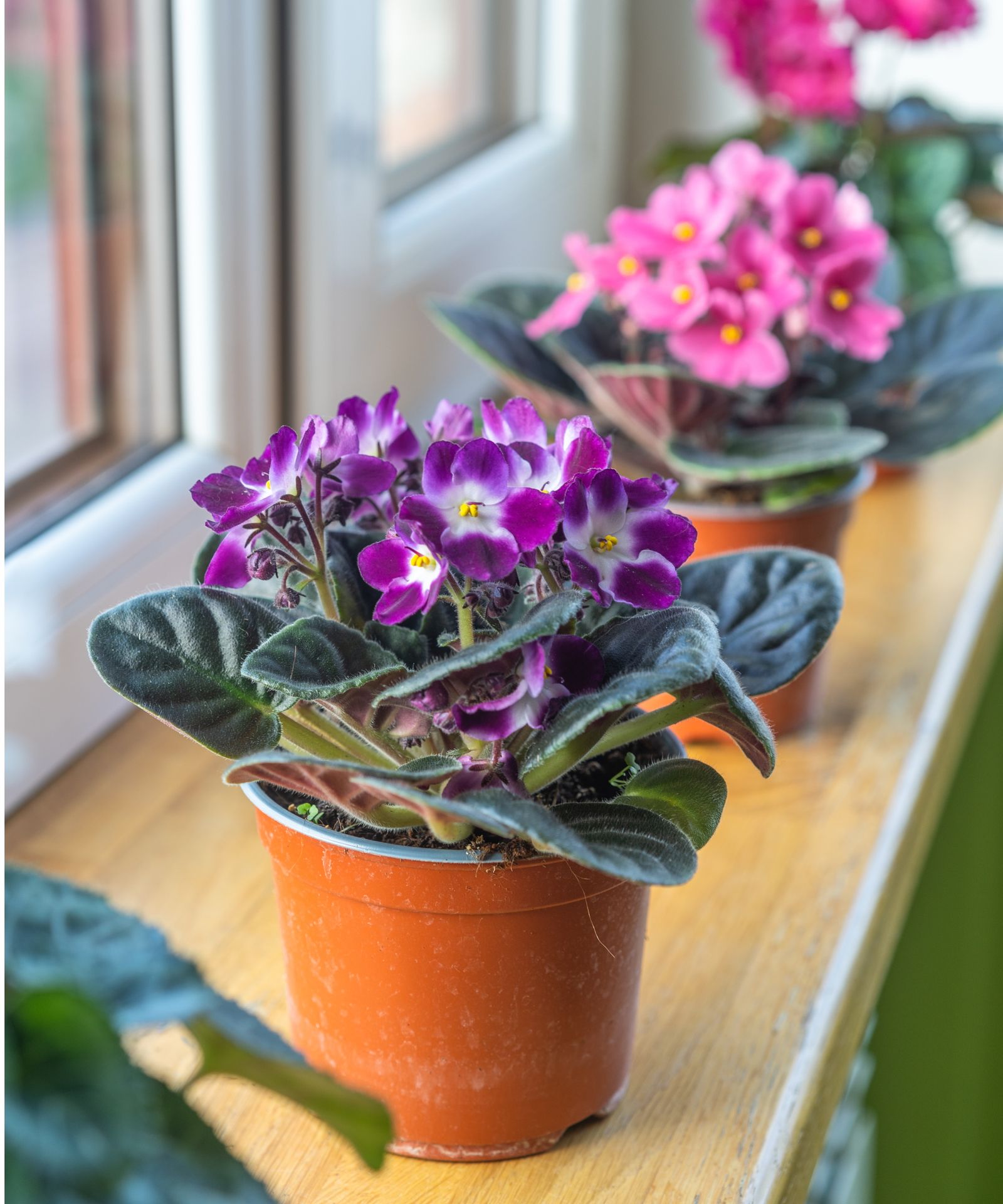 How to propagate African violets: two expert methods to try | Homes and ...