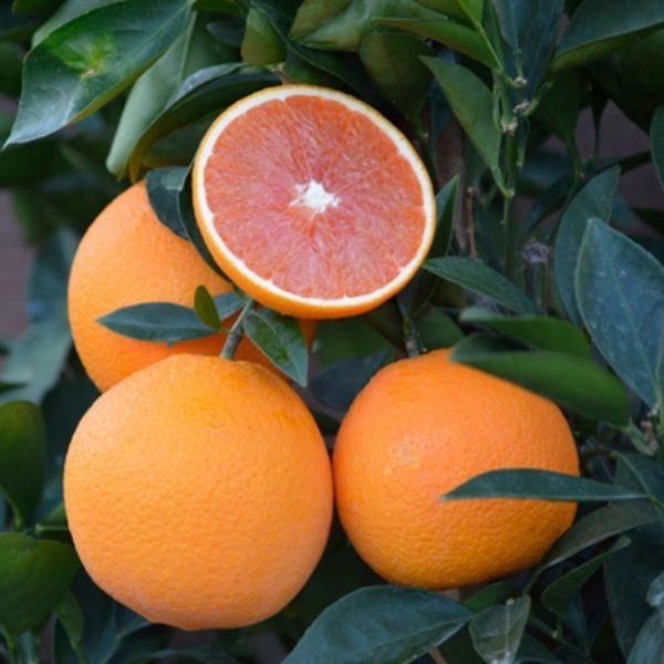 How to grow an orange tree - expert tips for happy fruits | Homes and ...