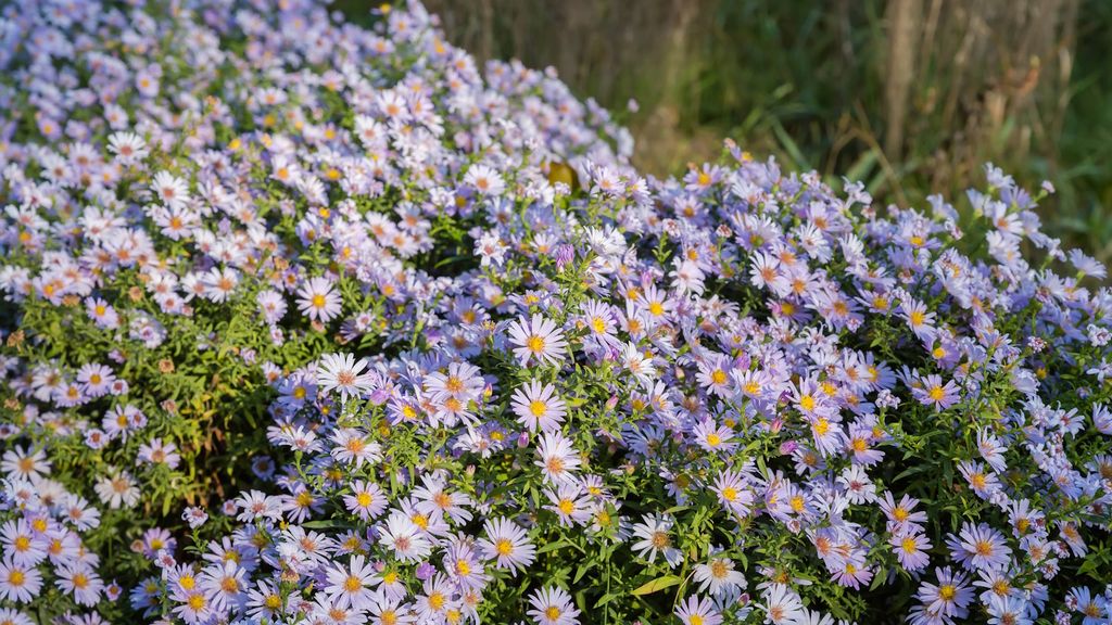Best fall-blooming native plants: 7 perennials to grow | Homes and Gardens