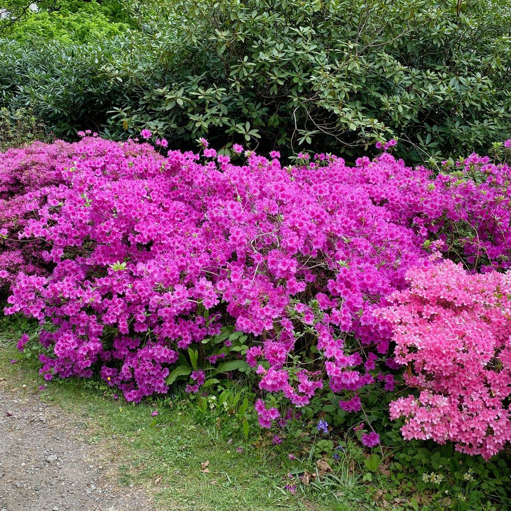 How to grow azalea and fill your garden with gorgeous blooms | Ideal Home