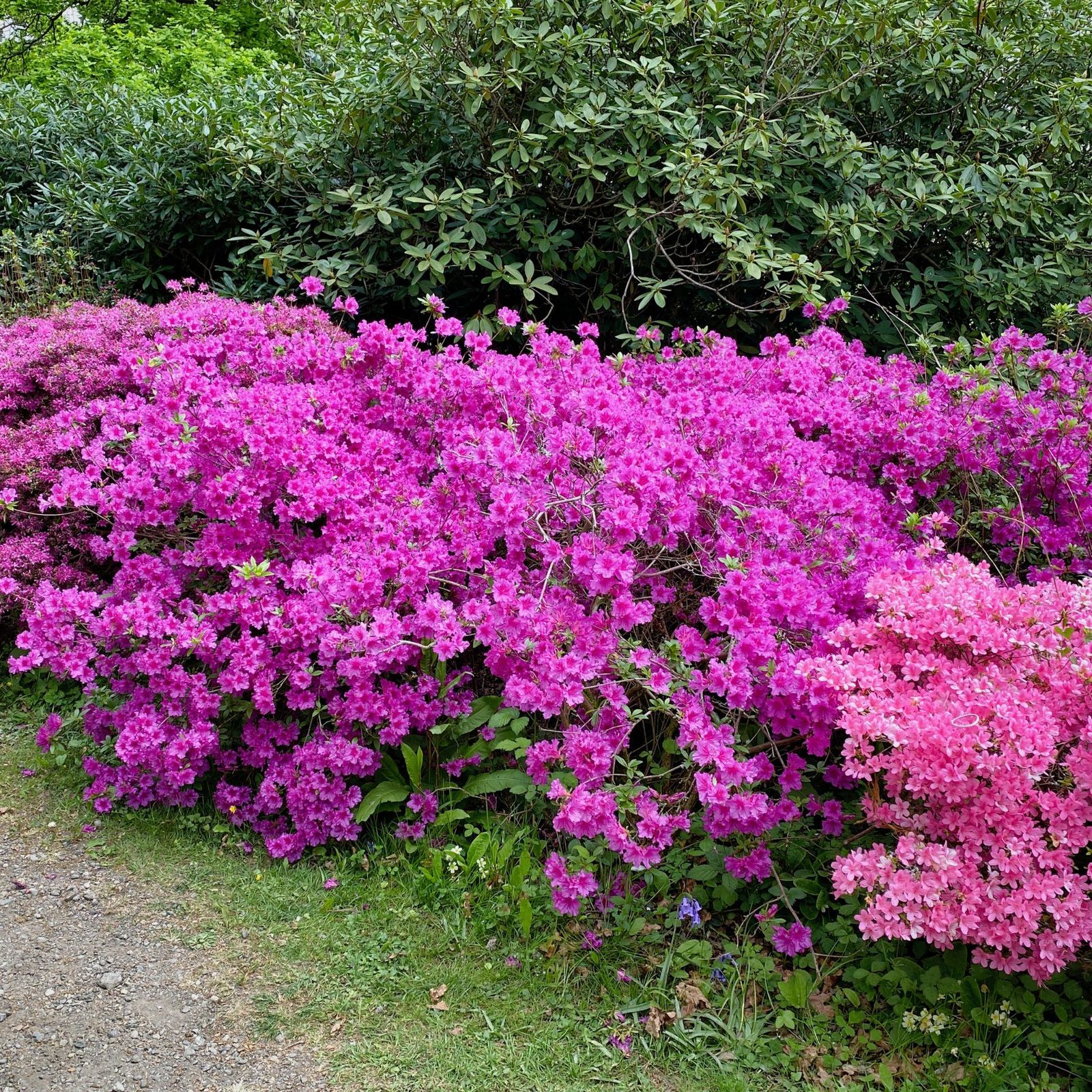 How to grow azalea and fill your garden with gorgeous blooms | Ideal Home