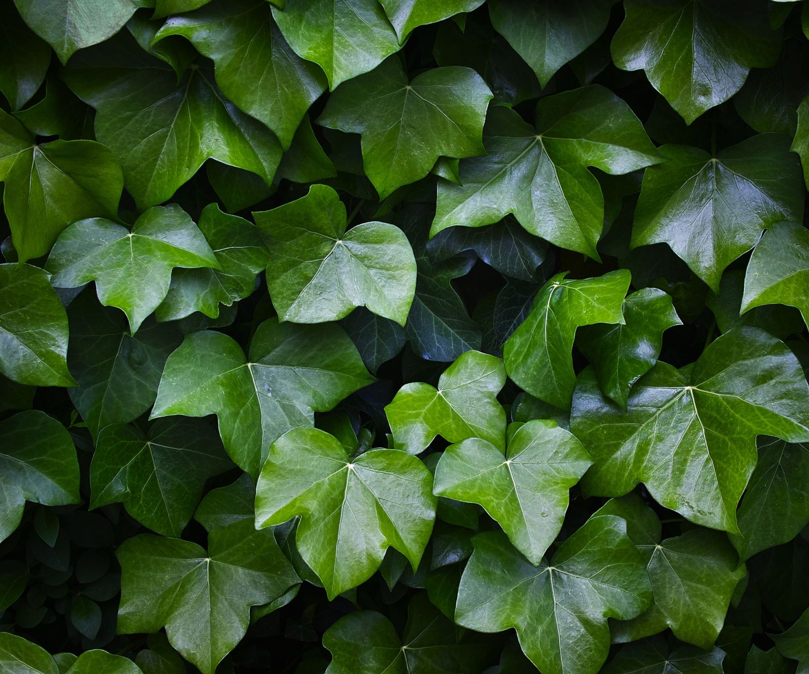 How to prune ivy: expert advice on maintaining ivy | Homes and Gardens