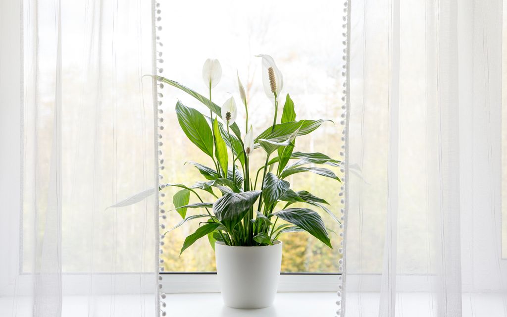 House plants that will reduce stress: according to experts | Homes and ...