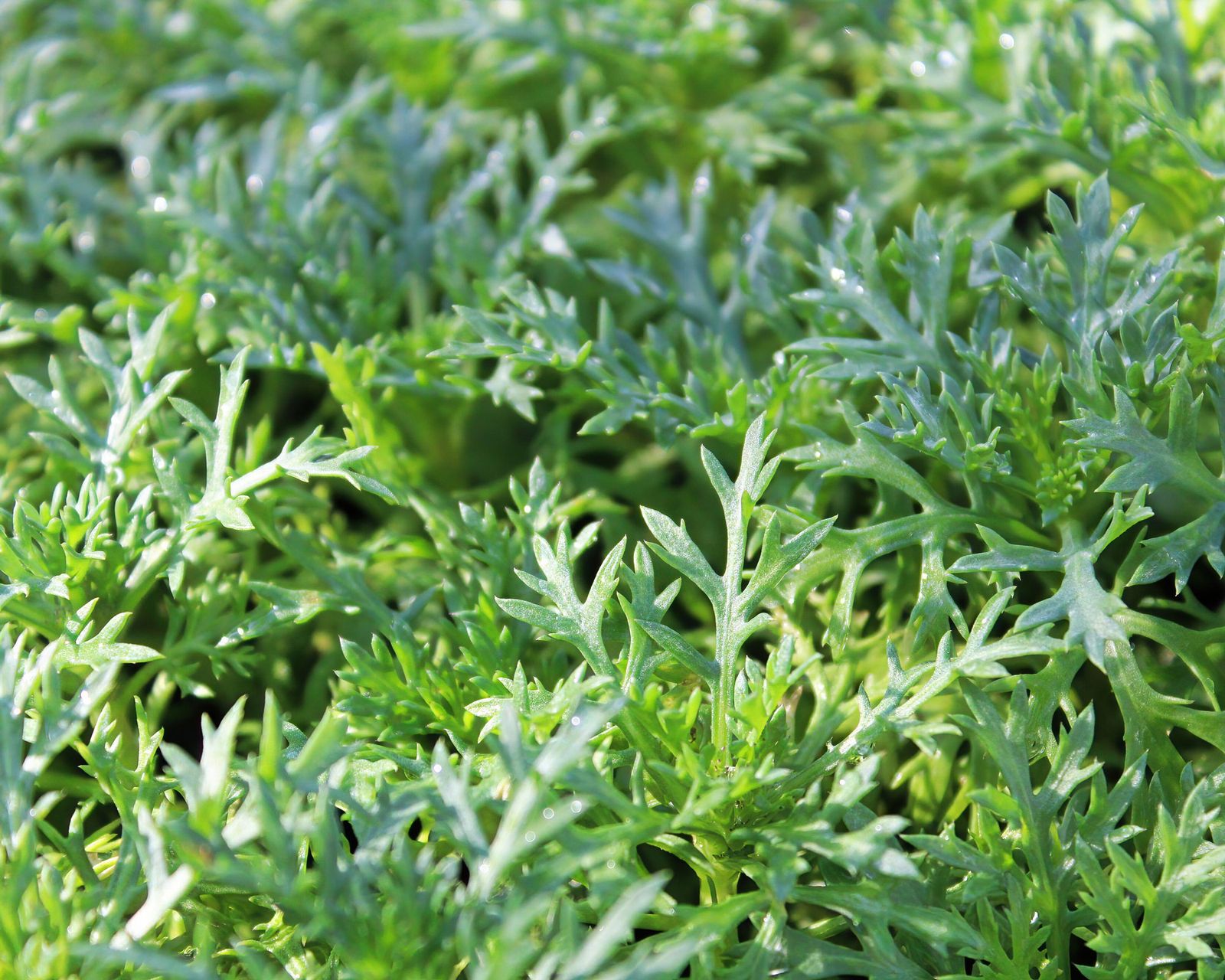 Marguerites care and growing guide: expert tips for success | Gardeningetc