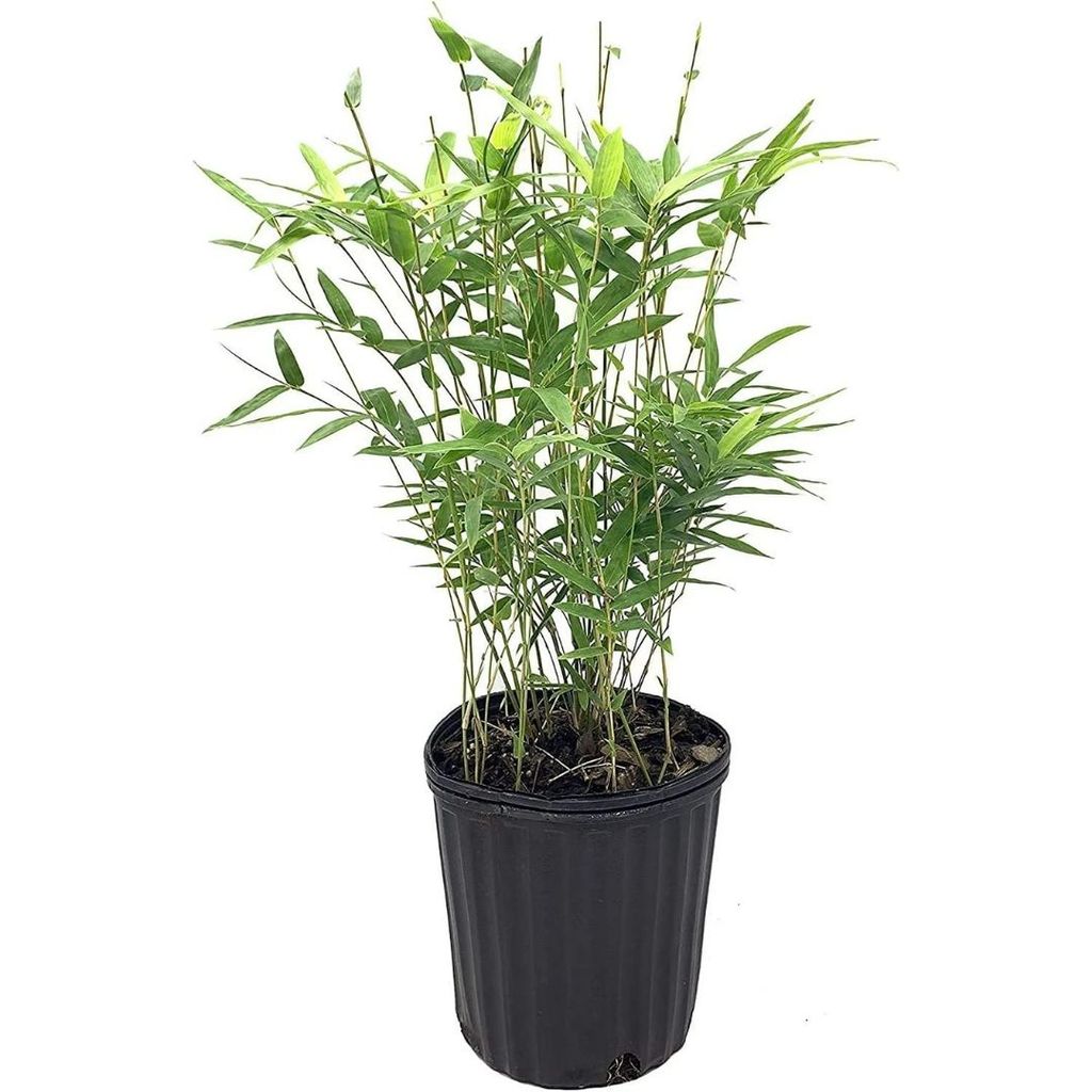 How to Revive a Bamboo Plant — Expert Steps to Rescue Yours | Livingetc